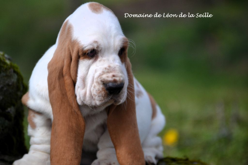 Accueil - Elevage du Domaine De Léon De La Seille - eleveur de chiens ...